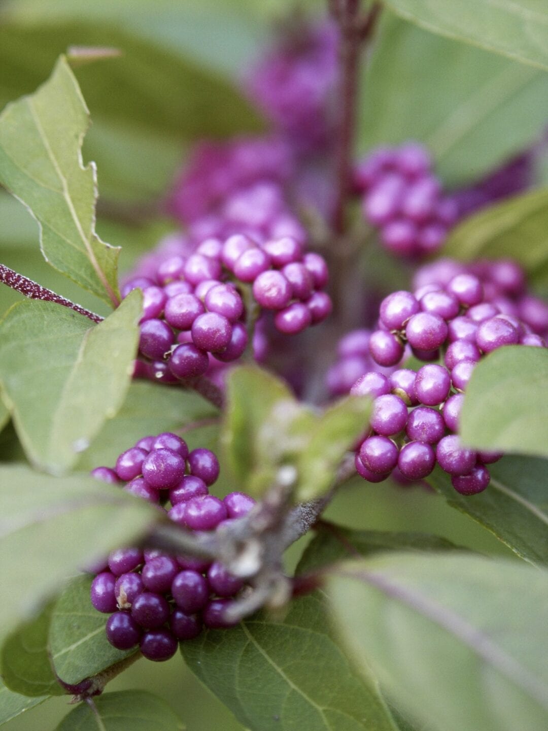 Plant Spotlight | Beautyberry | Expert Advice | Hicks Nurseries