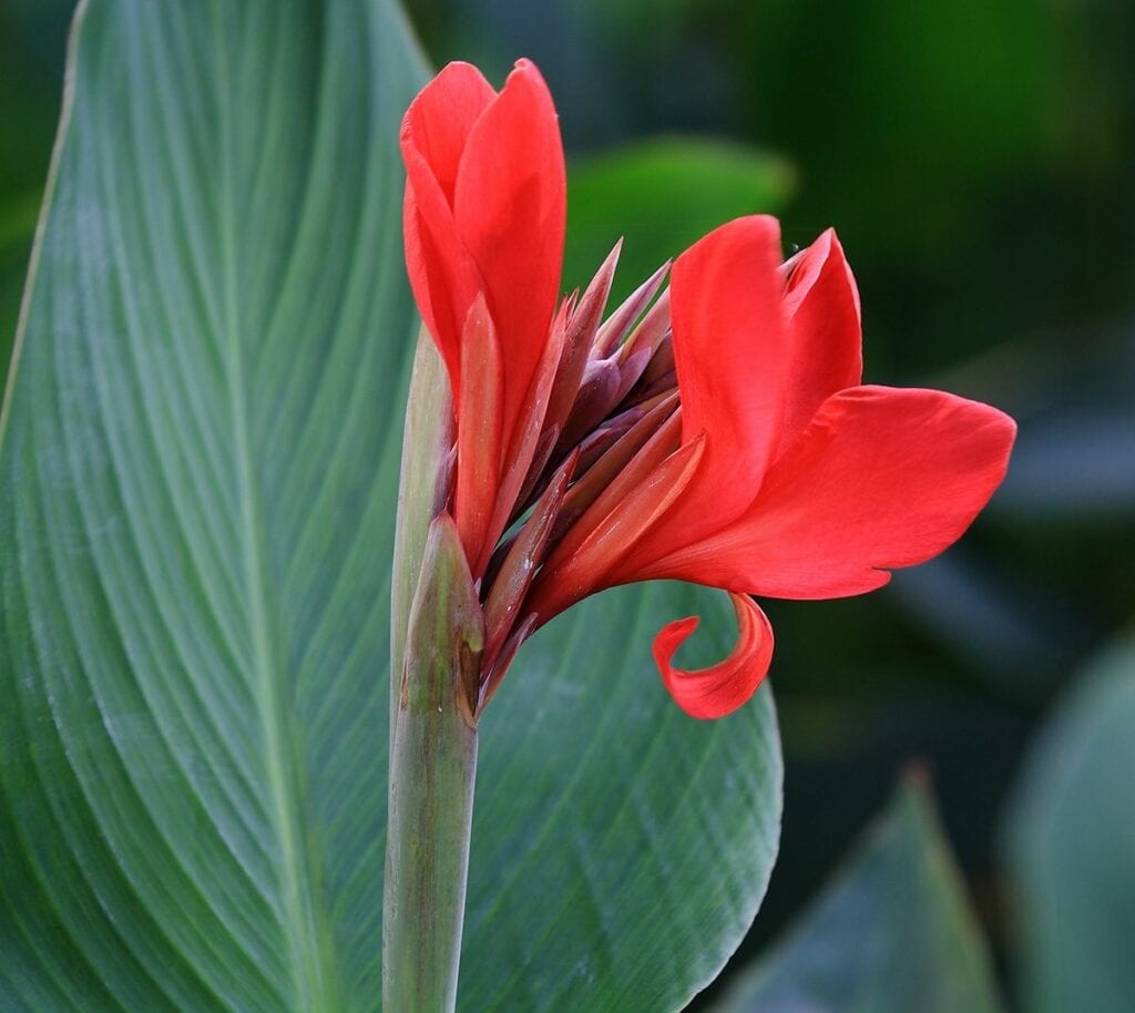 When to Dig Up Elephant Ears | Summer Flowering Bulbs
