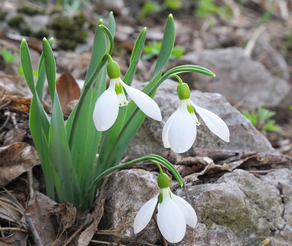 Plant Your Spring Bulb Garden Now | Fall Bulbs | Hicks Nurseries