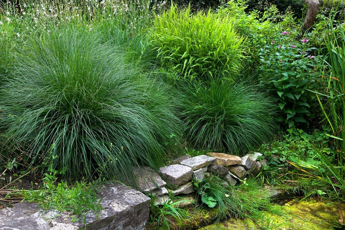 4 Drought Tolerant Perennials For Your Garden