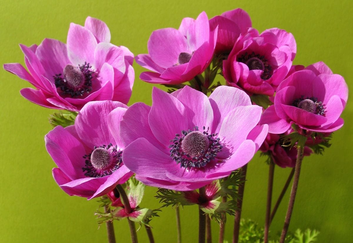 Plant Your Spring Bulb Garden Now | Fall Bulbs | Hicks Nurseries