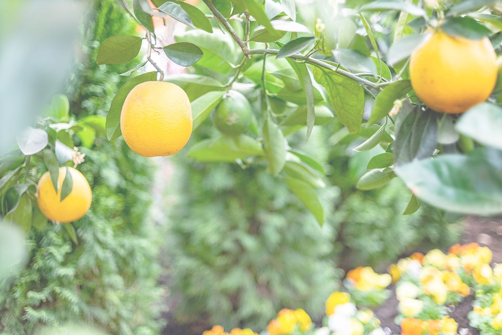 How to Grow Citrus on Long Island - Hicks Nurseries