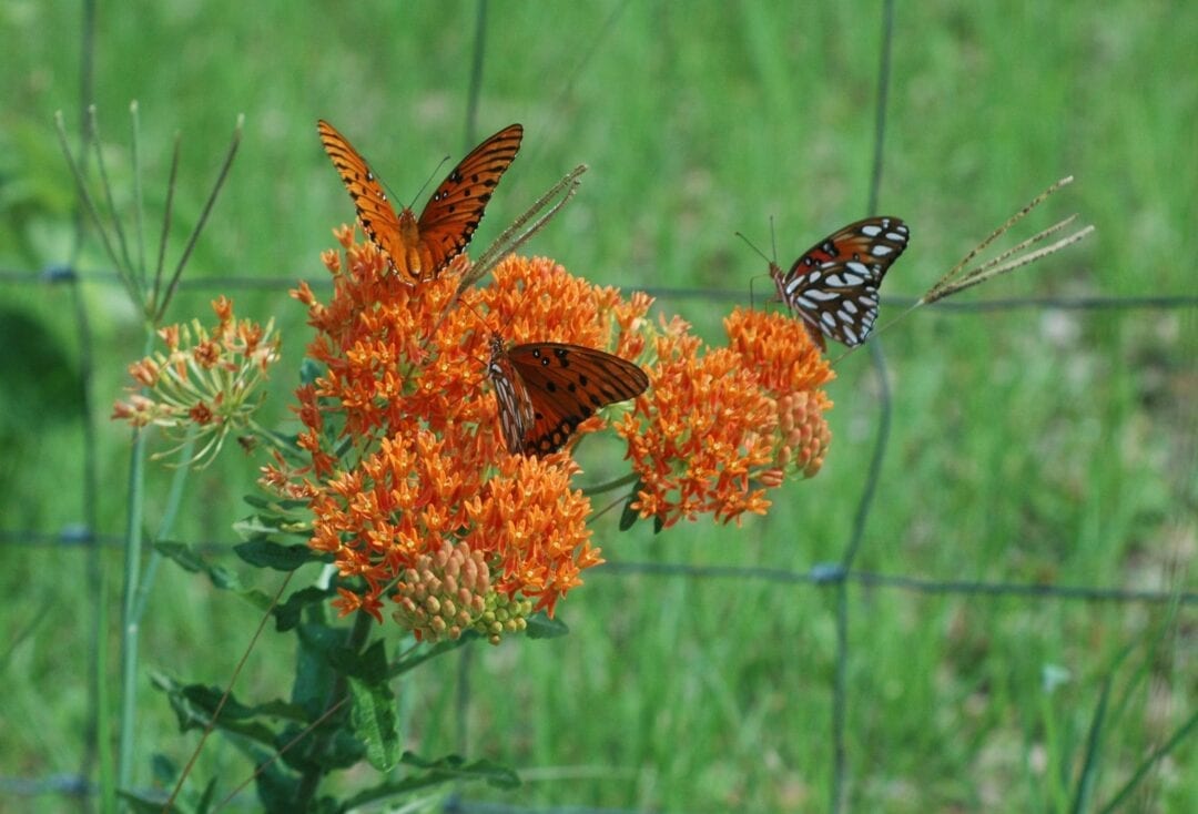How to Create a Butterfly Garden - Hicks Nurseries