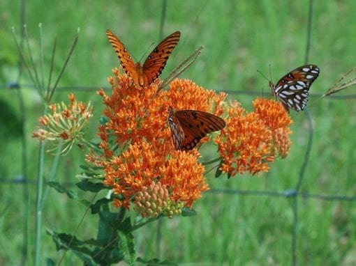 How to Create a Butterfly Garden - Hicks Nurseries
