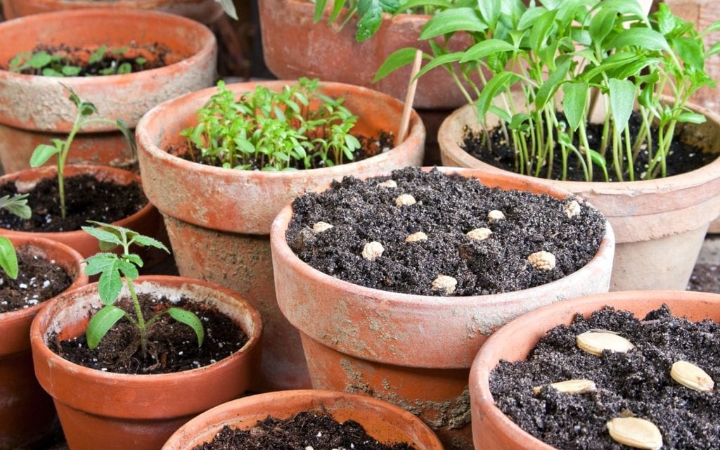 How To Start Seeds For Vegetable & Flower Garden