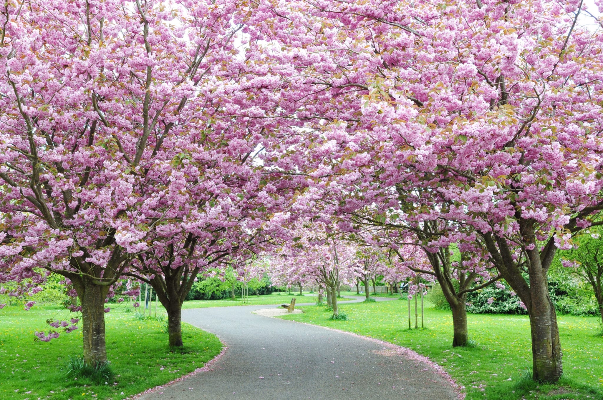 5 Beautiful Trees To Plant Now | Hicks Nurseries, Since 1853