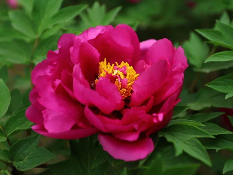 Garden Peony | Perennial Flowers | Peonies at Hicks Nurseries