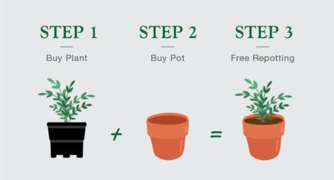 Healthy Houseplants Guaranteed | Hicks Nurseries