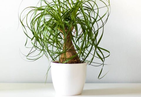 Cacti & Succulent Care Tips | Top 10 Succulents for Your Home