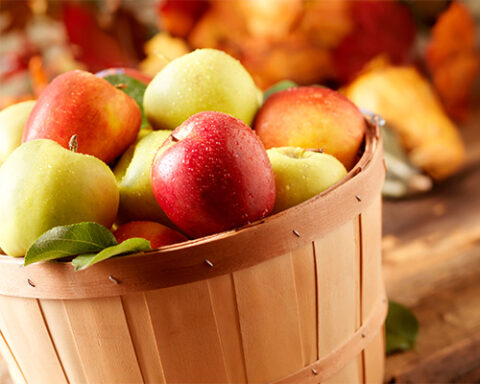 Fall at Hicks - Hicks Nurseries