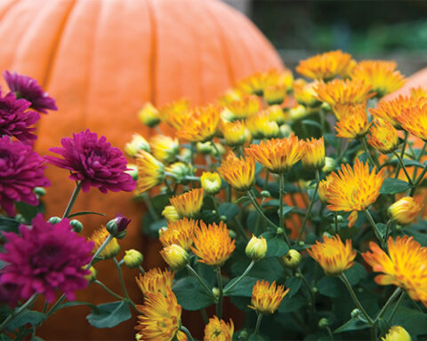 Fall Plants and Decorations - Hicks Nurseries