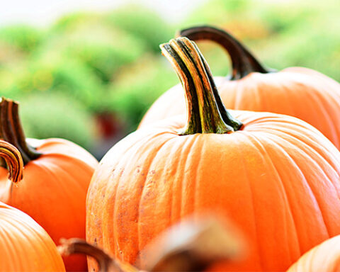 Fall at Hicks - Hicks Nurseries