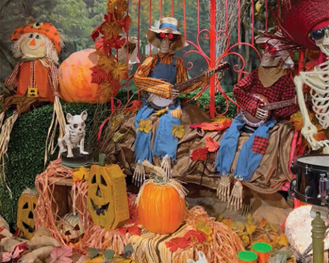 Fall at Hicks - Hicks Nurseries