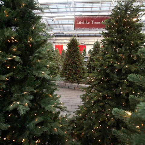 Our Special Offers | Hicks Nurseries | Long Island NY