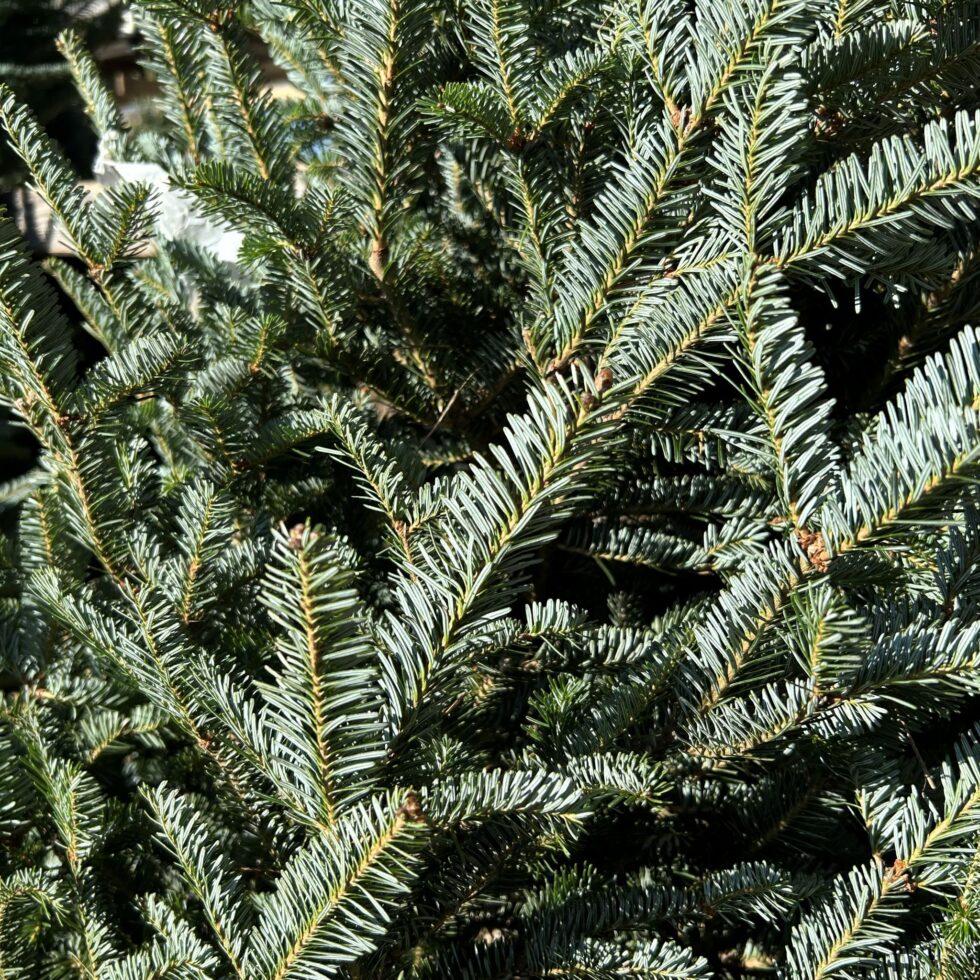 Fresh Cut Christmas Trees sfm - Hicks Nurseries