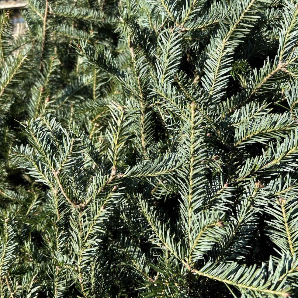 Fresh Cut Christmas Trees sfm - Hicks Nurseries