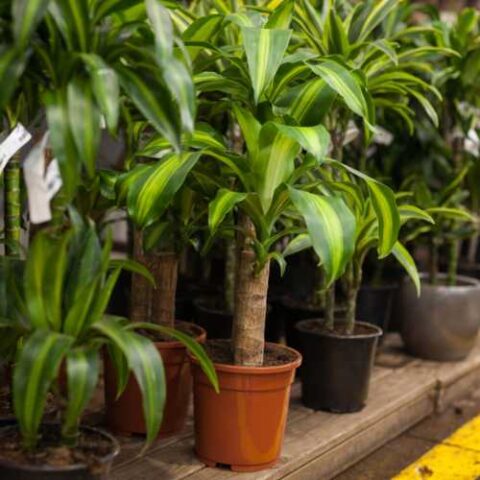 How to Care for Yucca Cane - Hicks Nurseries Long Island's Premier ...