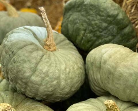 Fall Plants and Decorations - Hicks Nurseries