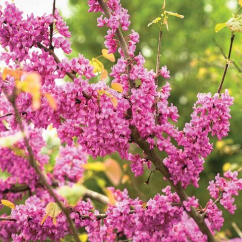 The Best Spring Blooming Trees and Shrubs - Hicks Nurseries