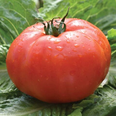 Understanding the Difference Between Tomato Varieties - Hicks Nurseries